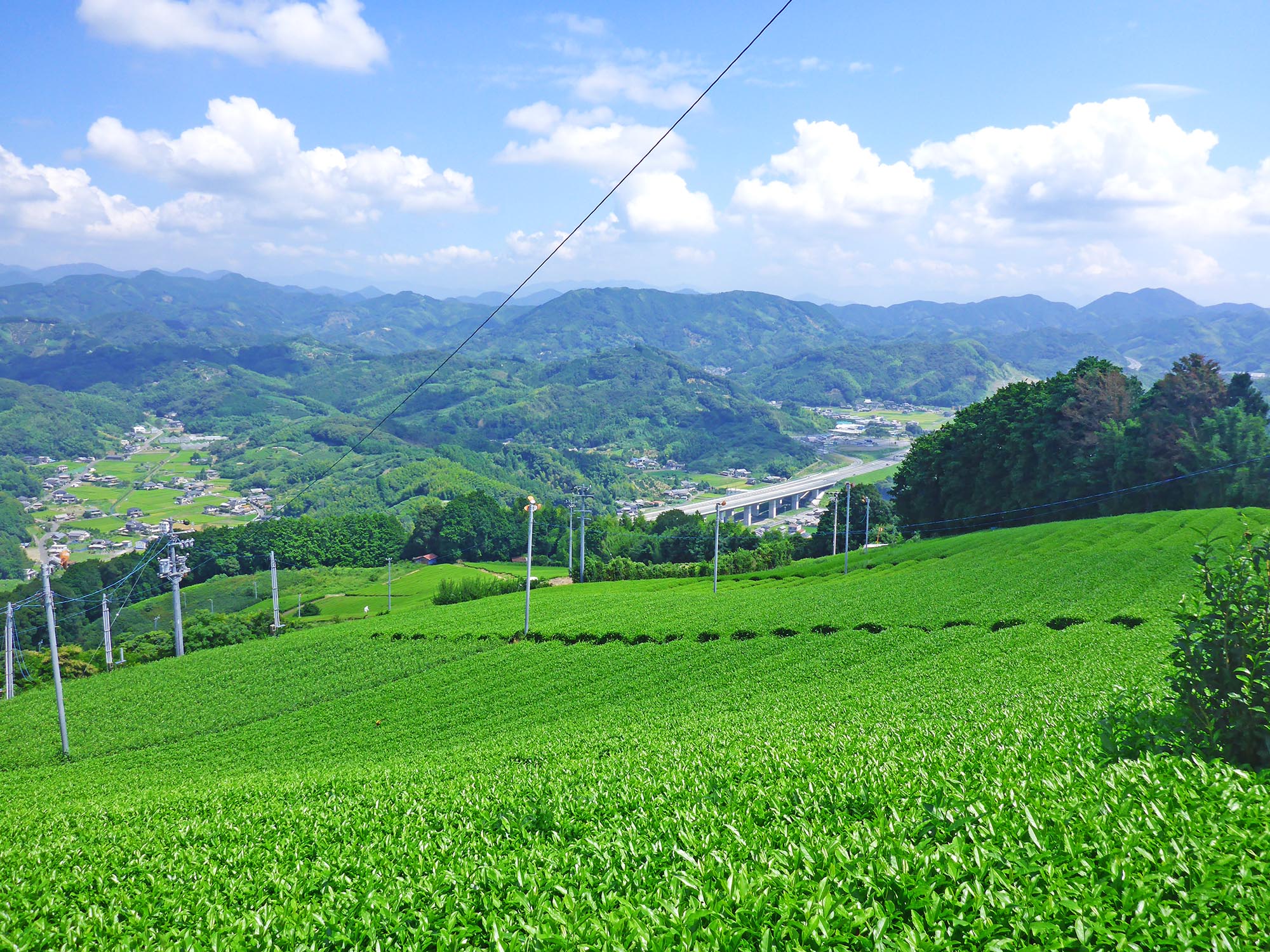 Japan Nezaboravni Posjet Farmi Organskog aja U Fujiedi Fujieda